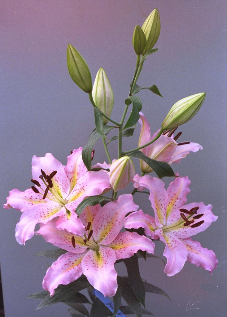 Gallery-US