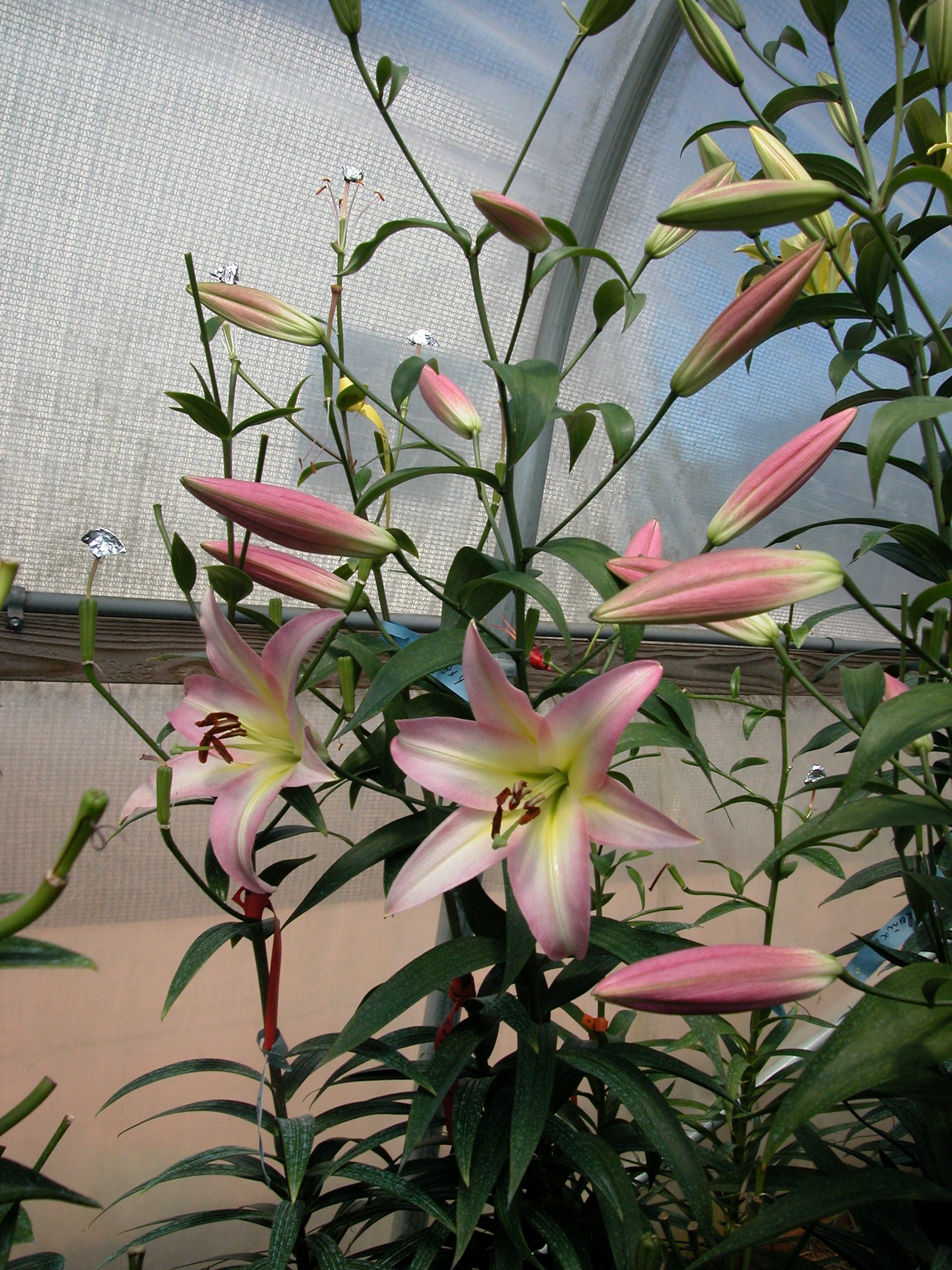 L. Speciosum sdlg x upright pink Trumpet ()